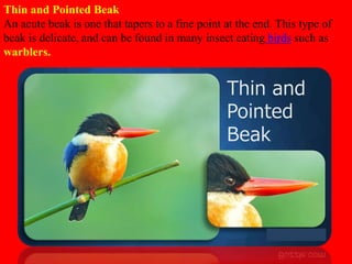 FLYING HIGH - ENVIRONMENTAL STUDIES CLASS III-CBSE | PPT