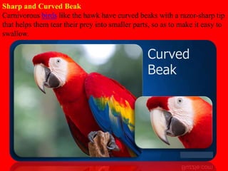 FLYING HIGH - ENVIRONMENTAL STUDIES CLASS III-CBSE | PPT