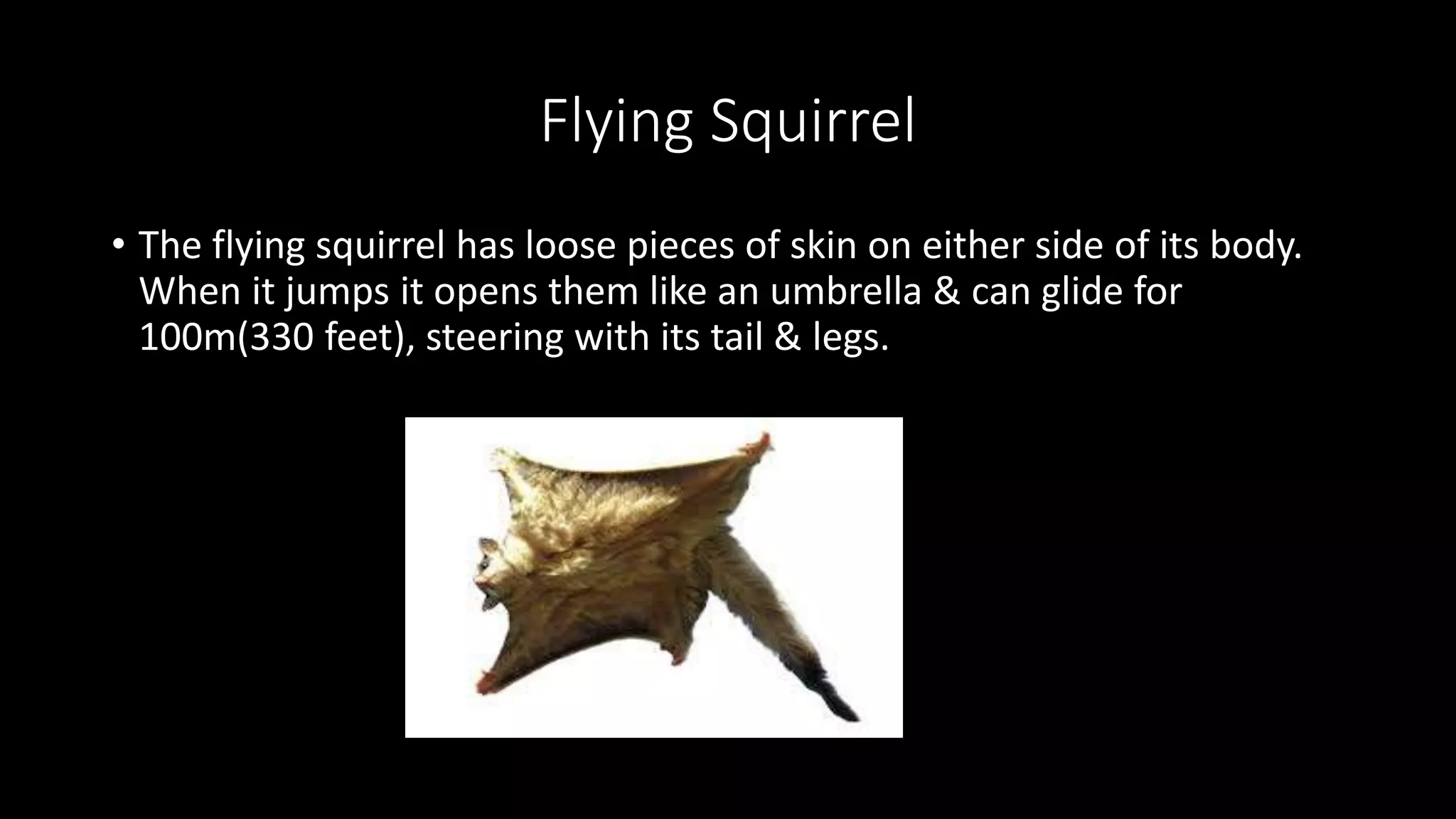 Flying mammals | PPTX