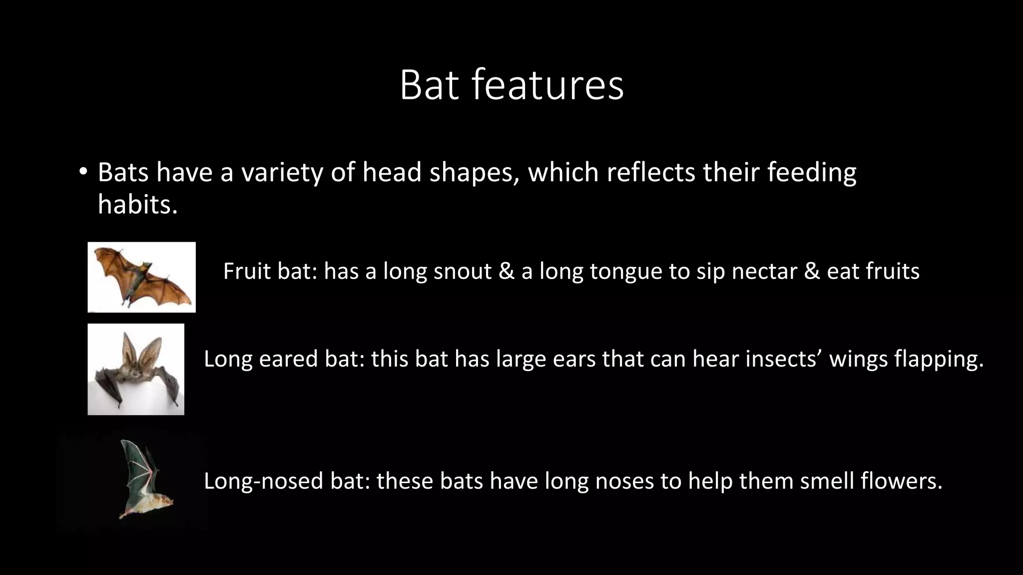 Flying mammals | PPTX