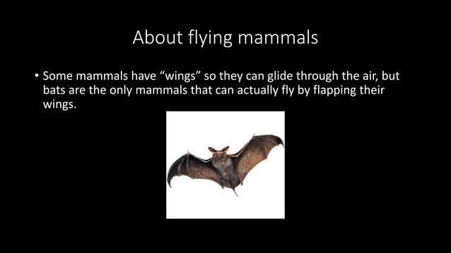 Flying mammals | PPTX | Birdwatching | Hobbies & Interests