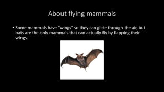 Mammals That Fly