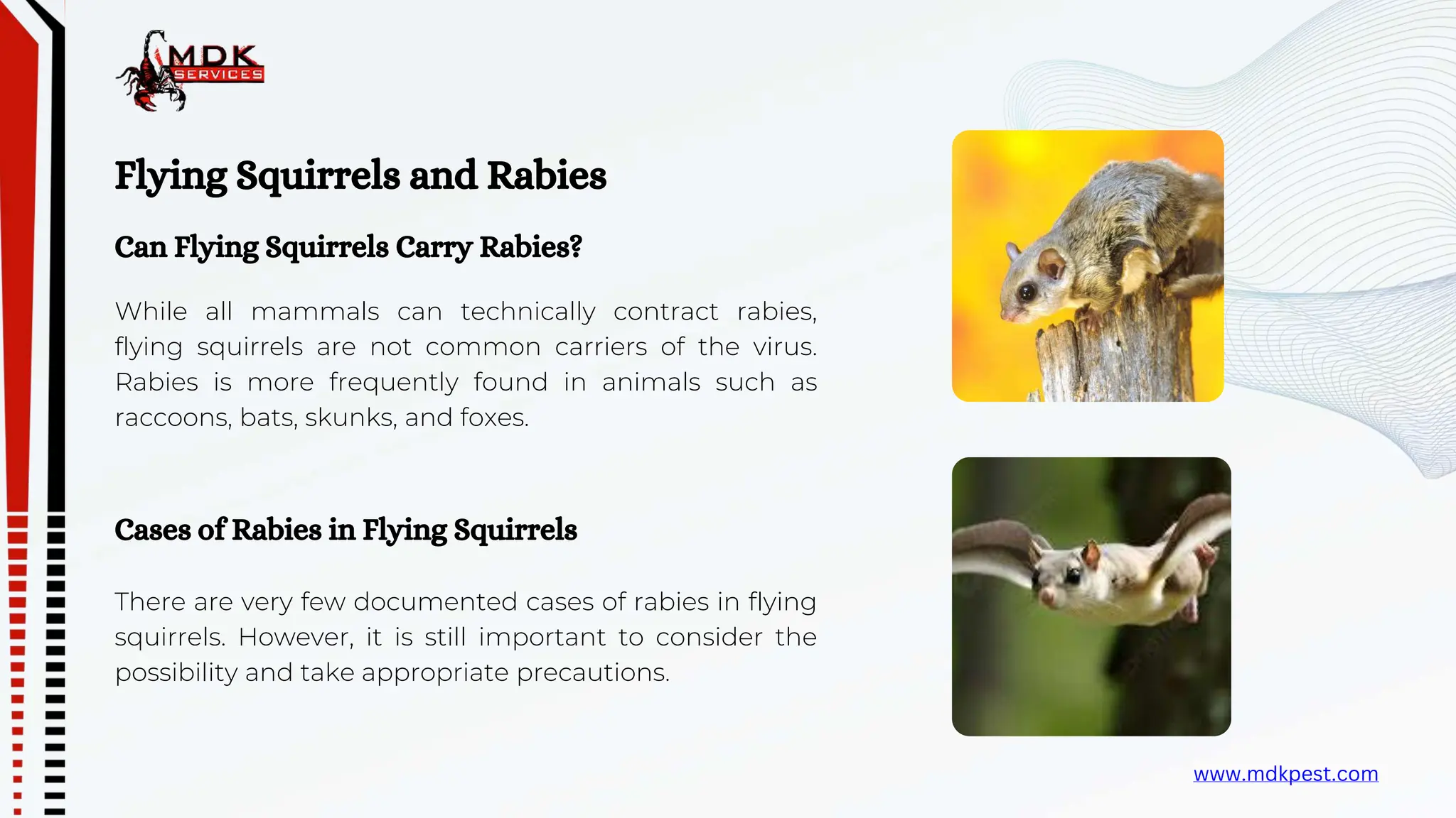 Flying Squirrels Bites and Rabies | PPTX | PPTX