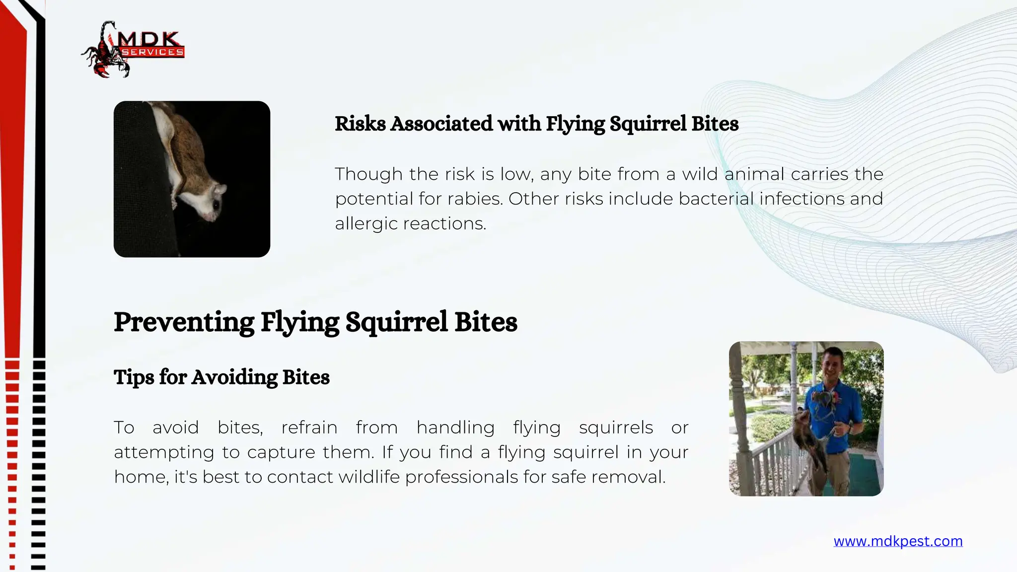 Flying Squirrels Bites and Rabies | PPTX | PPTX