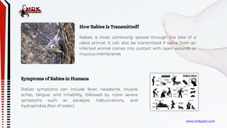 Flying Squirrels Bites and Rabies | PPTX | PPTX