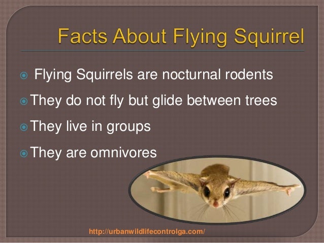 Facts About Flying Squirrel in Georgia