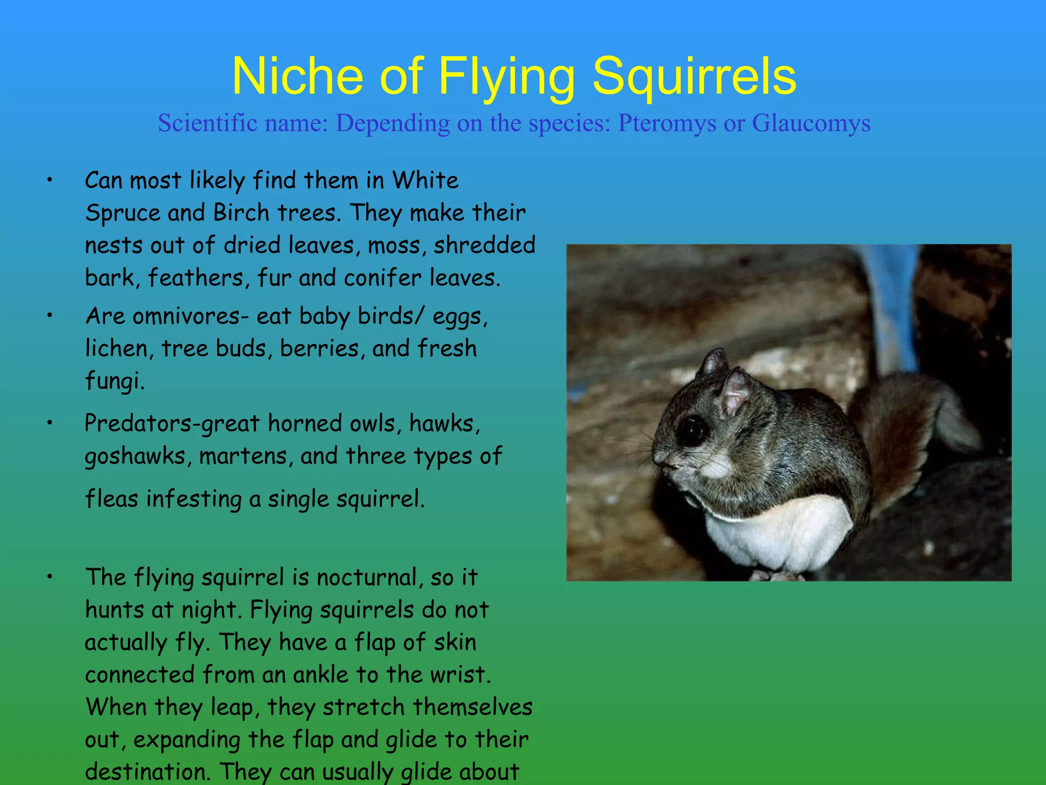 Kayla Burt-Flying squirrels presentation | PPT