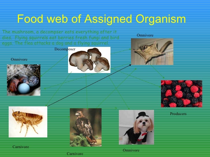 Kayla Burt-Flying squirrels presentation