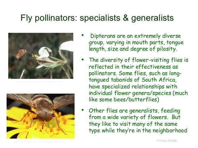 Fly pollinators 2012