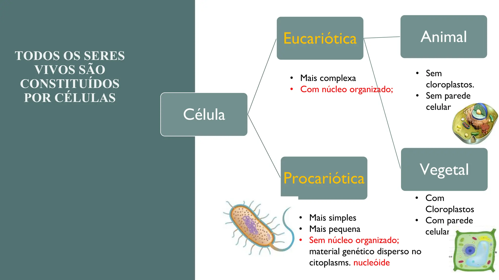 TIPOS DE CÉLULAS EUCARIOTICAS E PROCARIOTICAS | PDF | Biological ...