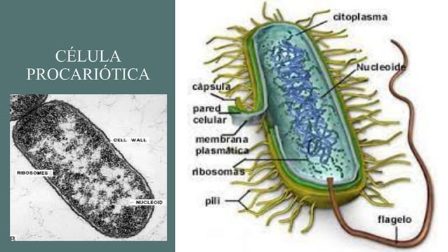 TIPOS DE CÉLULAS EUCARIOTICAS E PROCARIOTICAS | PDF