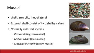 FMA2001 L12 Molluscs.pptx