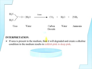 BIOCHEMICAL TEST IN MICROBIOLOGY | PPTX