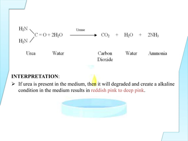 BIOCHEMICAL TEST IN MICROBIOLOGY | PPTX