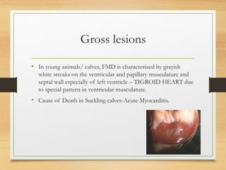 Foot and Mouth Disease | PPTX
