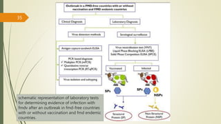 Foot and Mouth Disease : Dr Ananya | PPTX