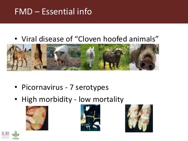 Foot-and-mouth disease: Control and vaccination