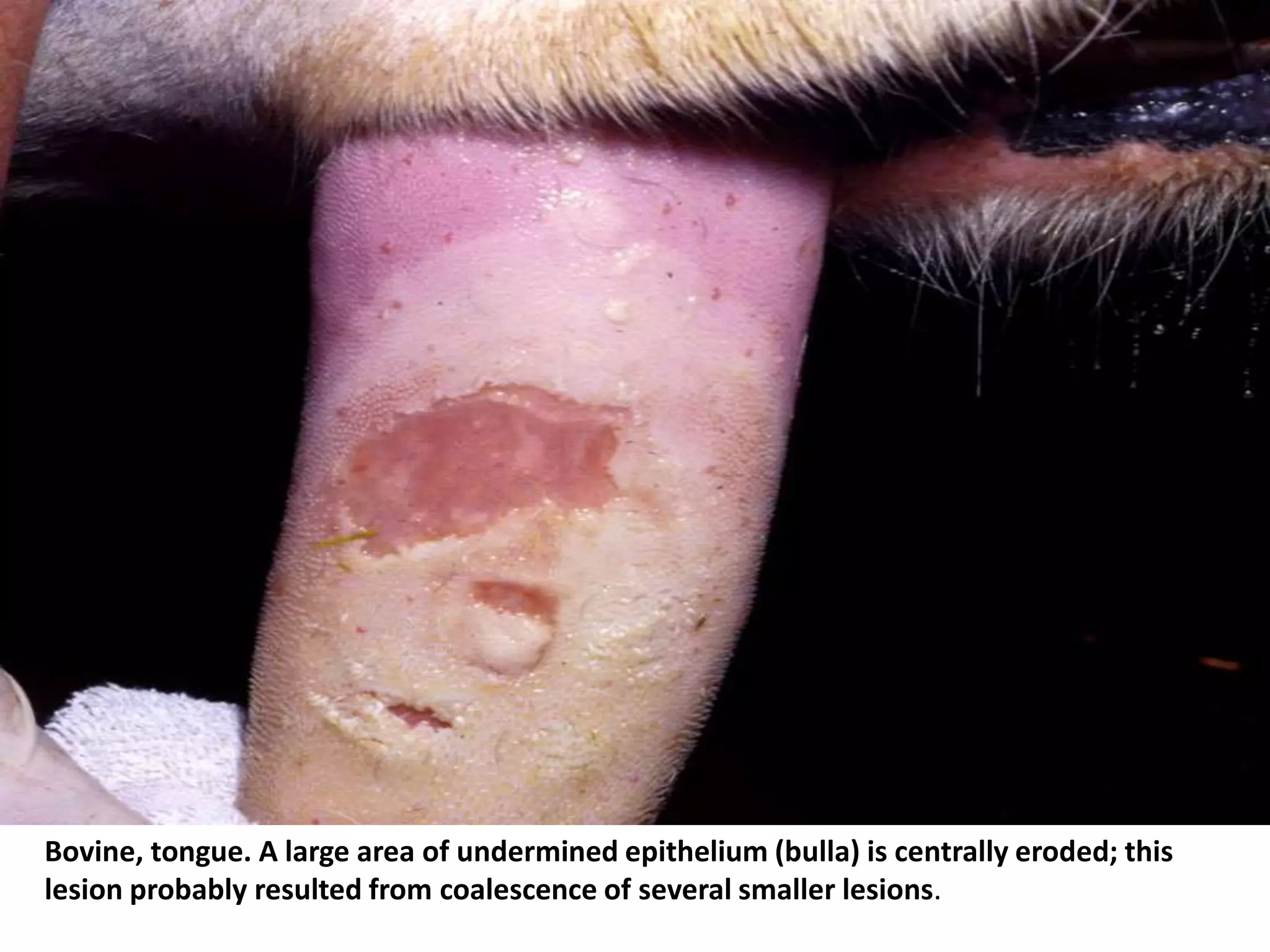 FOOT AND MOUTH DISEASE ( FMD) | PPTX