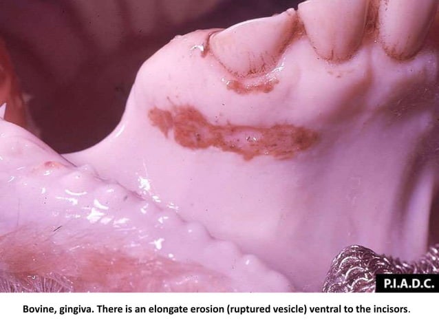 FOOT AND MOUTH DISEASE ( FMD) | PPTX