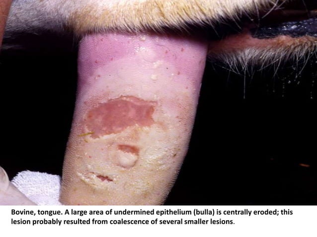 FOOT AND MOUTH DISEASE ( FMD) | PPTX