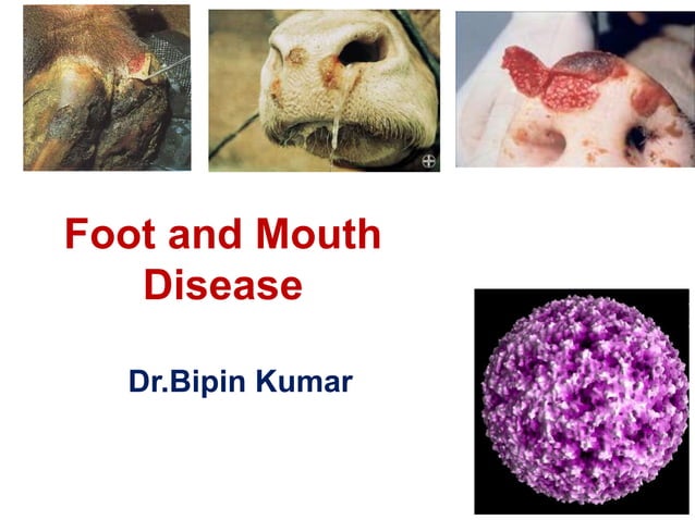 Foot and Mouth Disease: Causes, Transmission, and Clinical Signs | PPT
