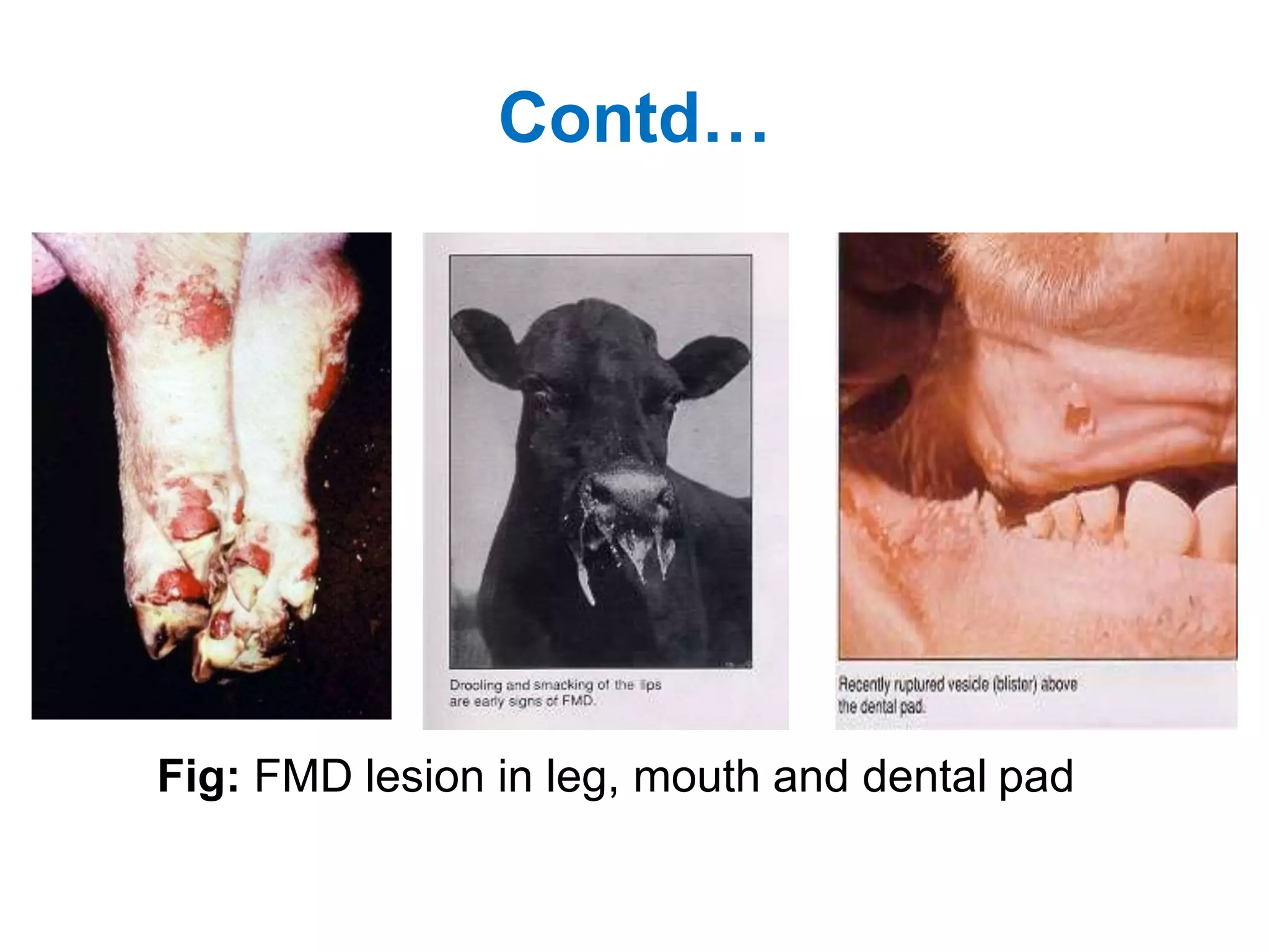 Foot and Mouth Disease | PPTX