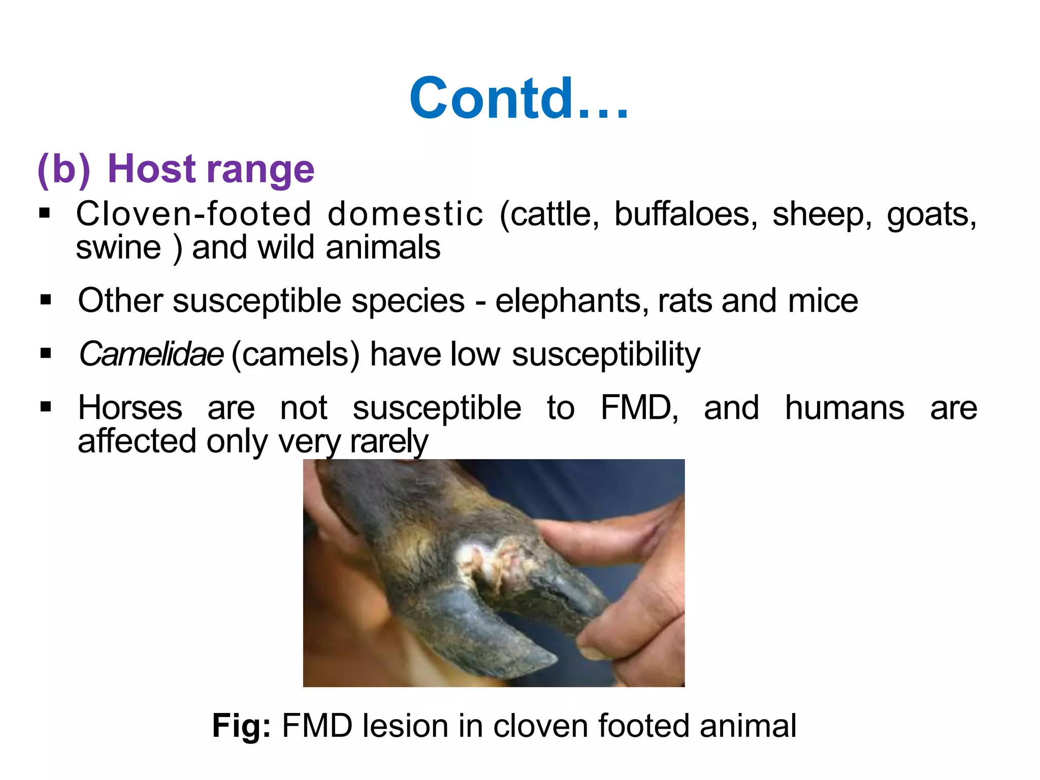 Foot and Mouth Disease | PPTX