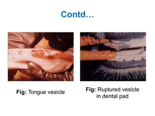 Foot and Mouth Disease | PPTX