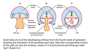 FM fetal GI system development, embryology and ultrasound features.pptx
