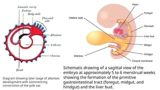 FM fetal GI system development, embryology and ultrasound features.pptx