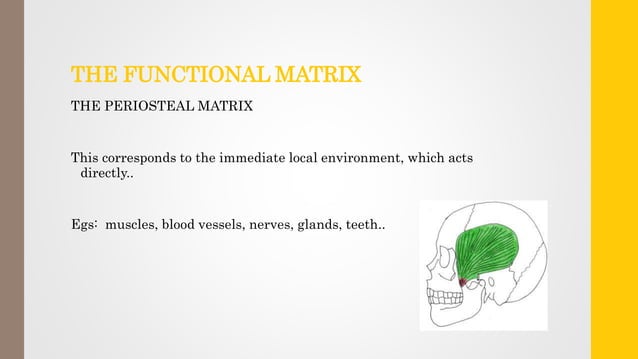 Functional matrix Hypothesis- Revisited | PPTX