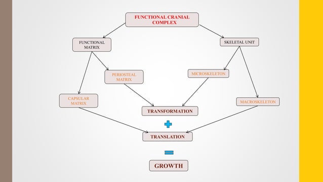 Functional matrix Hypothesis- Revisited | PPTX
