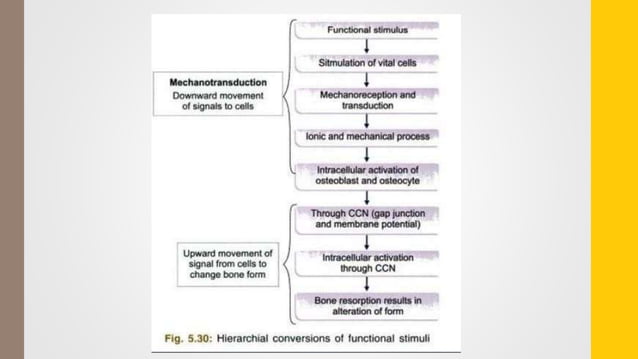 Functional matrix Hypothesis- Revisited | PPTX