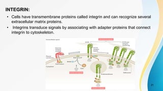 Functional matrix hypothesis revisited 1 | PPTX