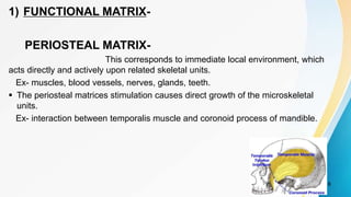 Functional matrix hypothesis revisited 1 | PPTX