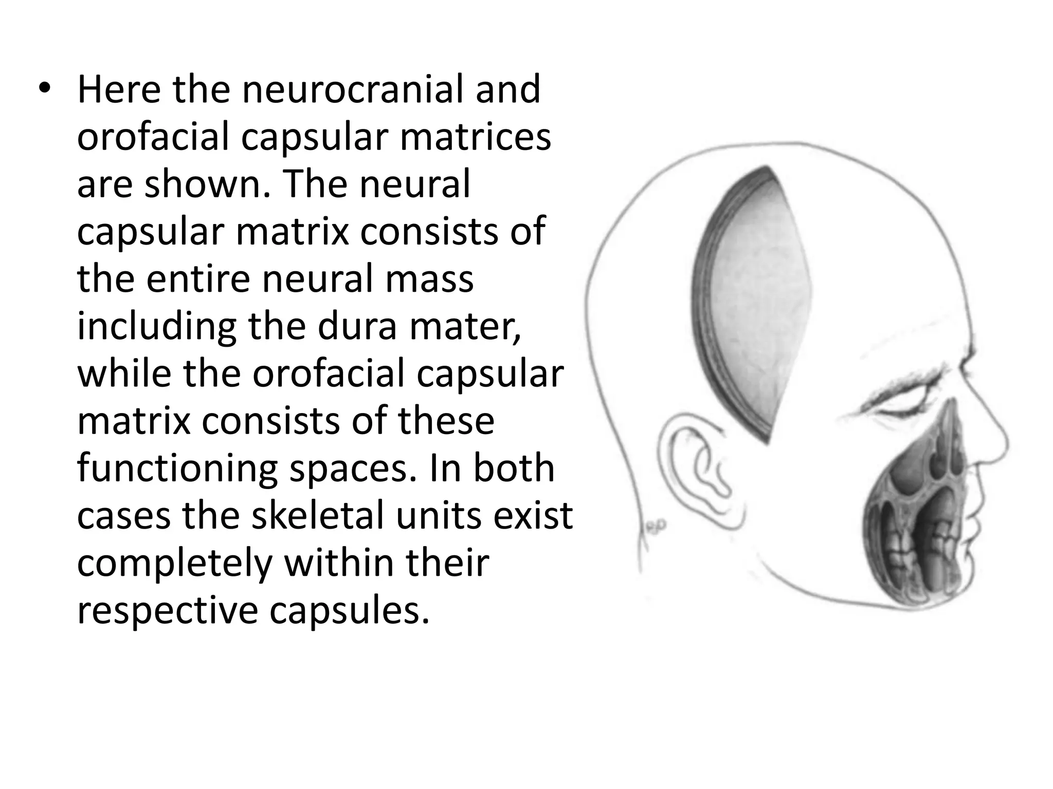 Functional matrix hypothesis revisited | PPTX