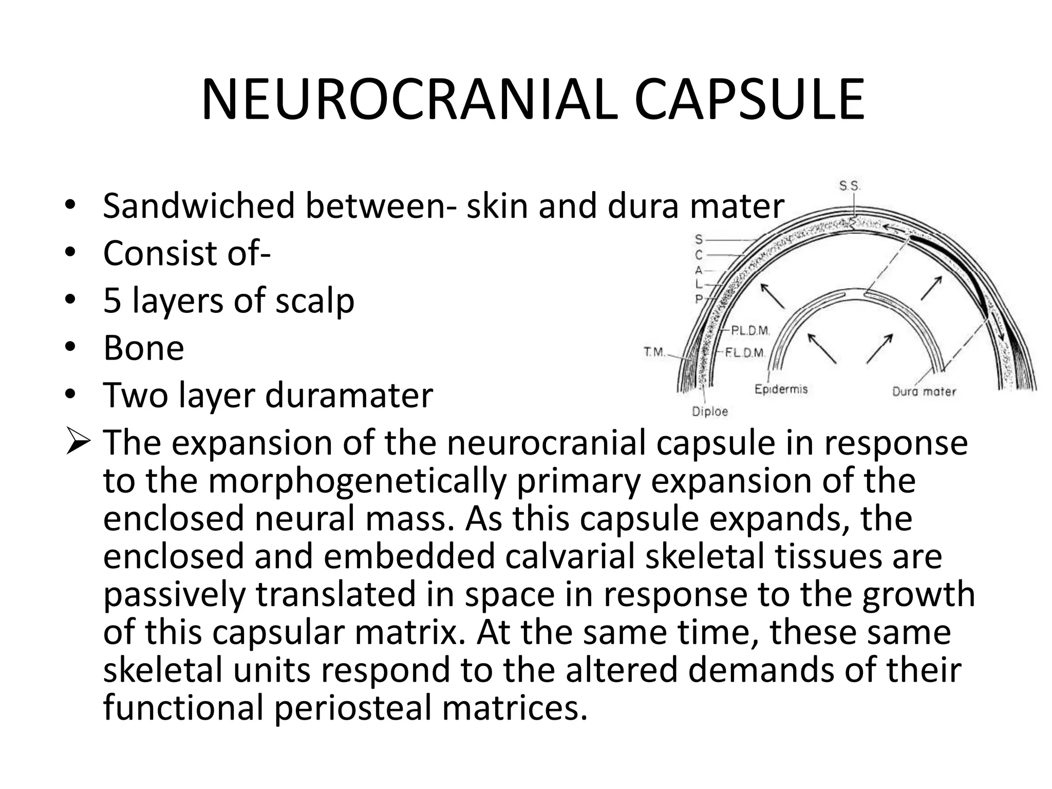 Functional matrix hypothesis revisited | PPTX