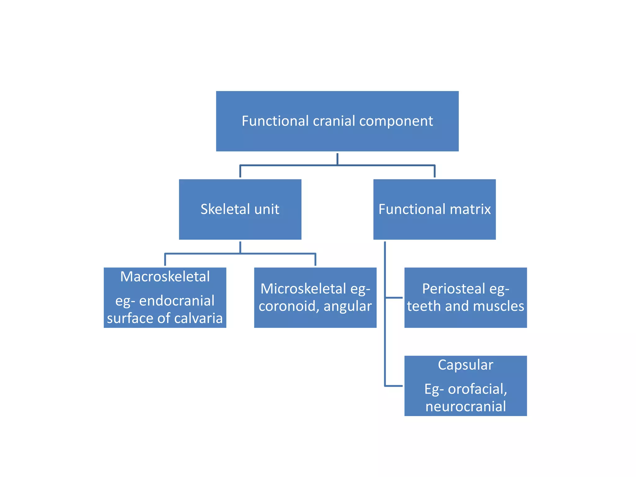 Functional matrix hypothesis revisited | PPTX