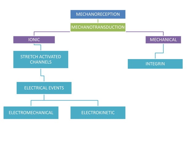Functional matrix hypothesis revisited | PPTX