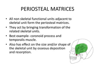 Functional matrix hypothesis revisited | PPTX