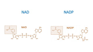 FMN, FAD, NAD, NADP - what are they? | PPTX