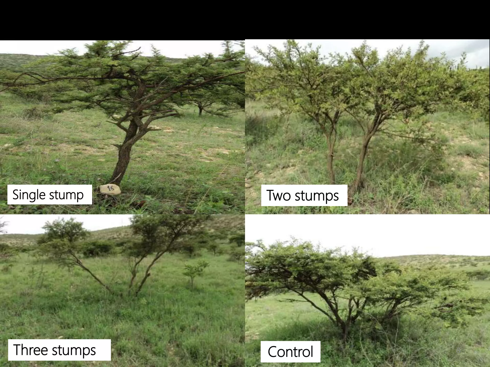 FMNR brings resilience to Ethiopia | PPTX