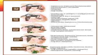 Forensic Microbiology and post mortem Microbiology | PPTX
