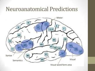 Neural Correlates of Nouns and Verbs: fMRI Study Design | PPTX