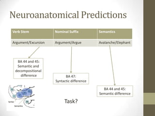 Neural Correlates of Nouns and Verbs: fMRI Study Design | PPTX