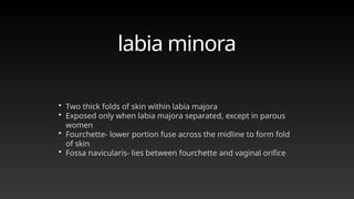 Forensic Medicine Competency FM 3.18 Female Genitalia | PPT