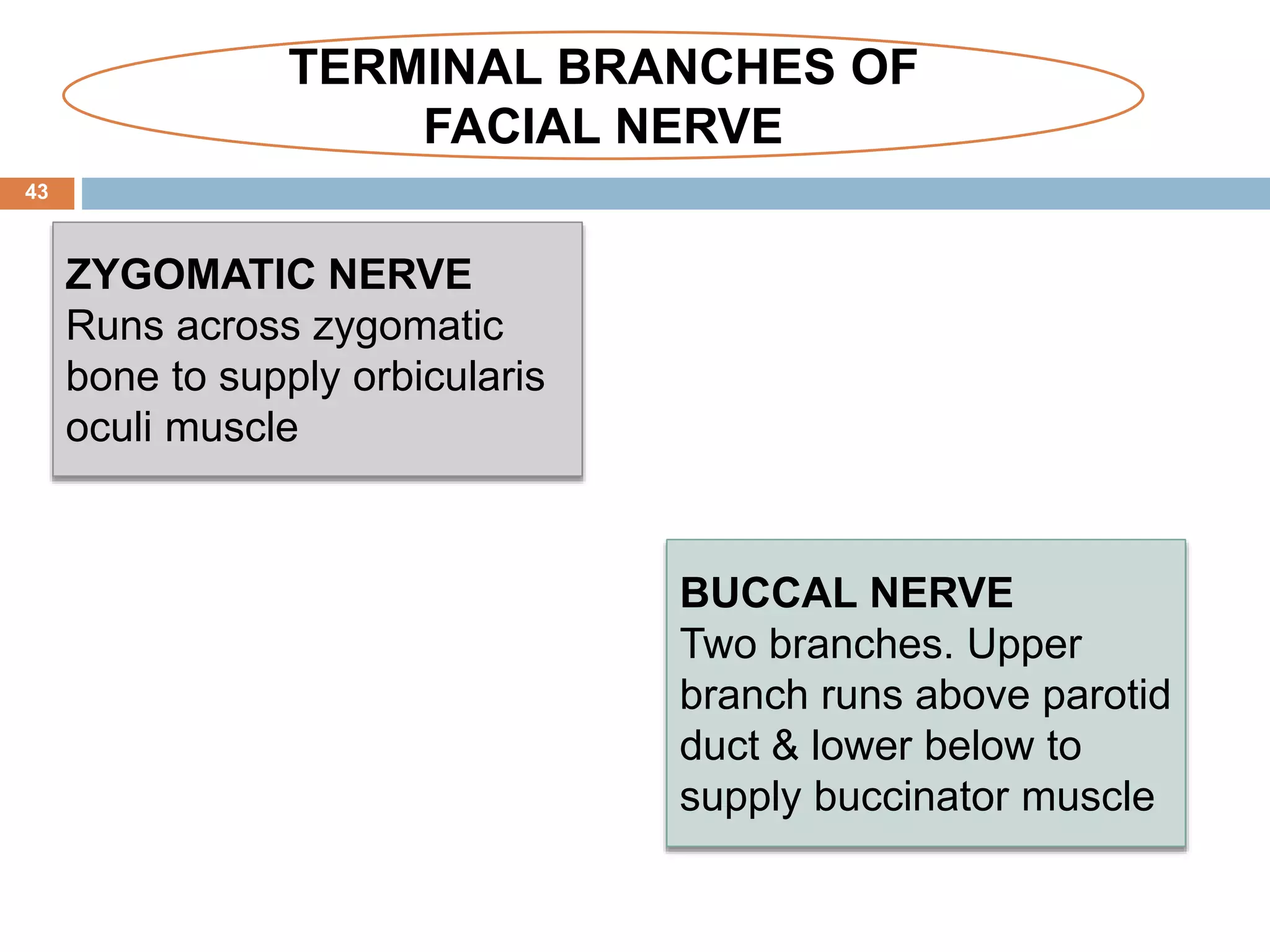 Facial nerve | PPTX