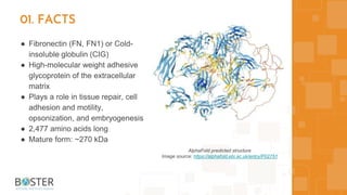 Learn FN1 in 3 minutes | Fibronectin, FN, CIG | PPTX