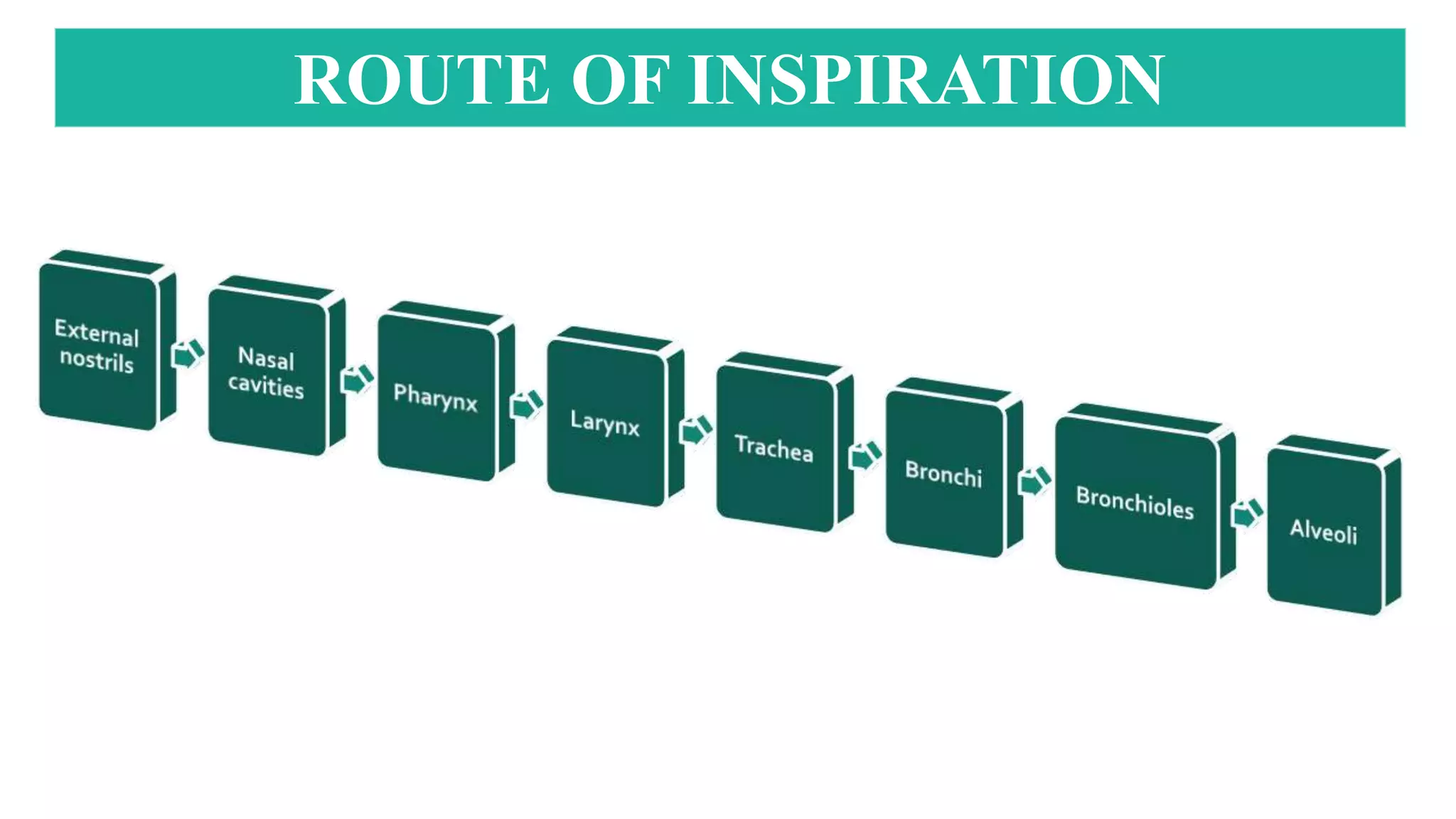 FN 513 SIMARPREET KAUR,RESPIRATION MECHANISM AND REGULATION.pptx | Lung and Respiratory Health ...