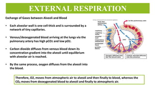 FN 513 SIMARPREET KAUR,RESPIRATION MECHANISM AND REGULATION.pptx